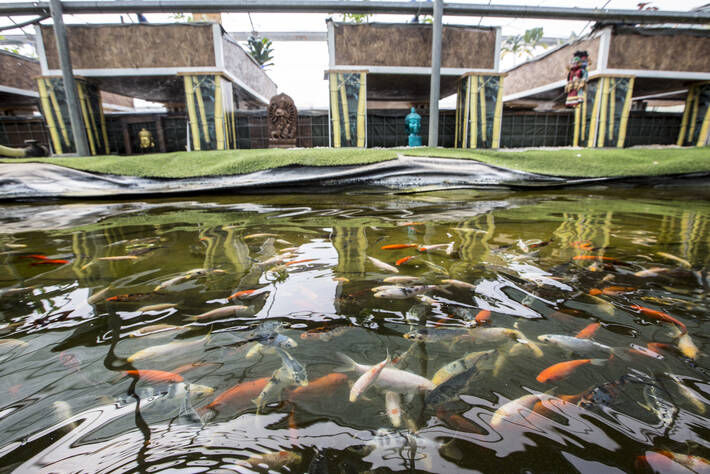 FAO highlights role of genetic improvements in aquaculture for better ...