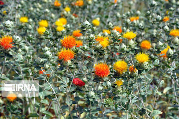 IRNA Arabic - زراعة القرطم في مزارع سيستان وبلوشستان