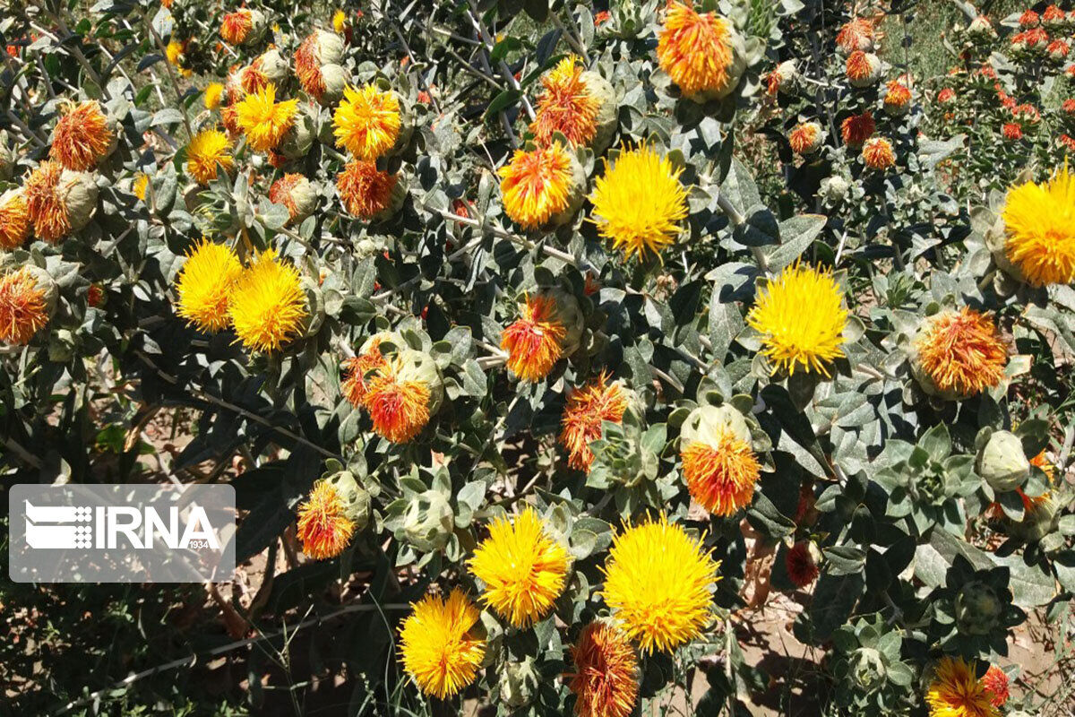 IRNA Arabic - زراعة القرطم في مزارع سيستان وبلوشستان