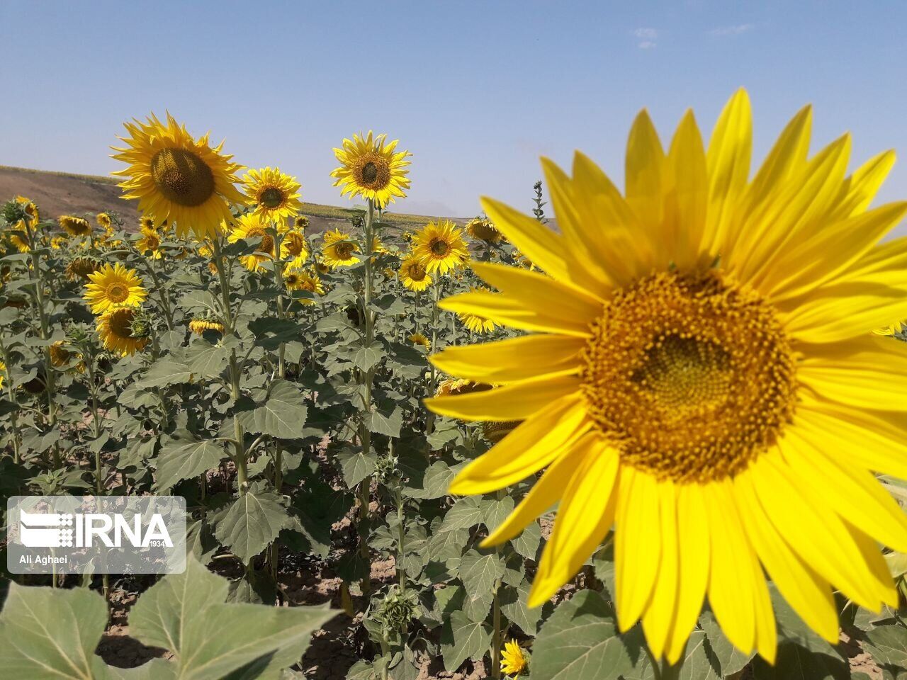 IRNA English - Sunflowers in Meyami County; East of Tehran