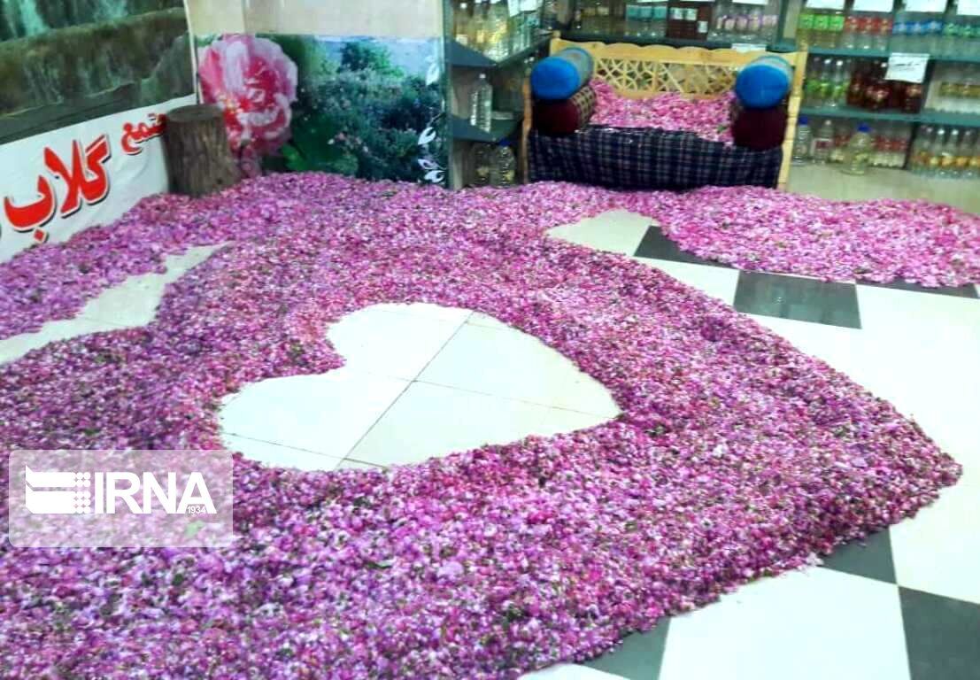 IRNA English - From rose to rose water; in Iran's Kashan