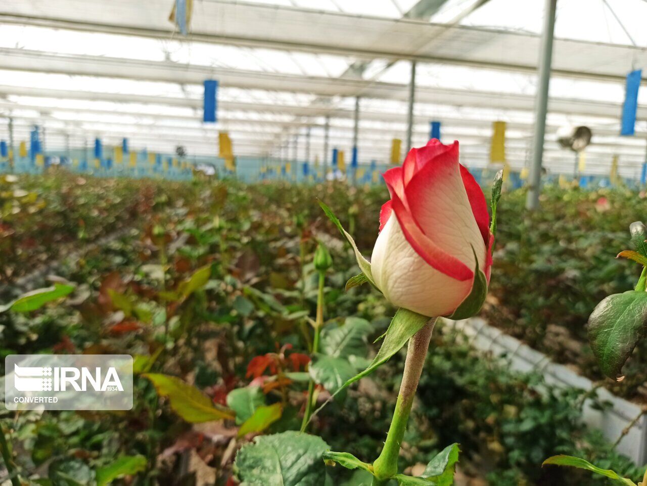 IRNA English - ‘Sina Rose’ Greenhouse in Hamedan