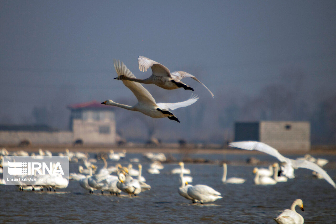 IRNA English - Migratory swans in northern Iran