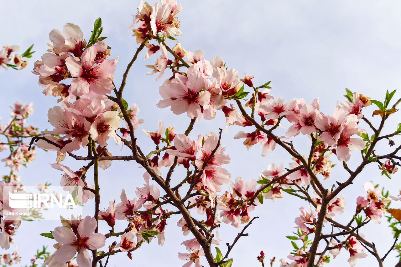 IRNA English - Spring blossoms in Arak, Iran