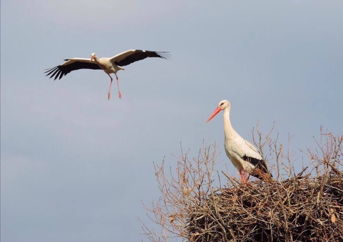 IRNA English - Storks nesting in western Iran