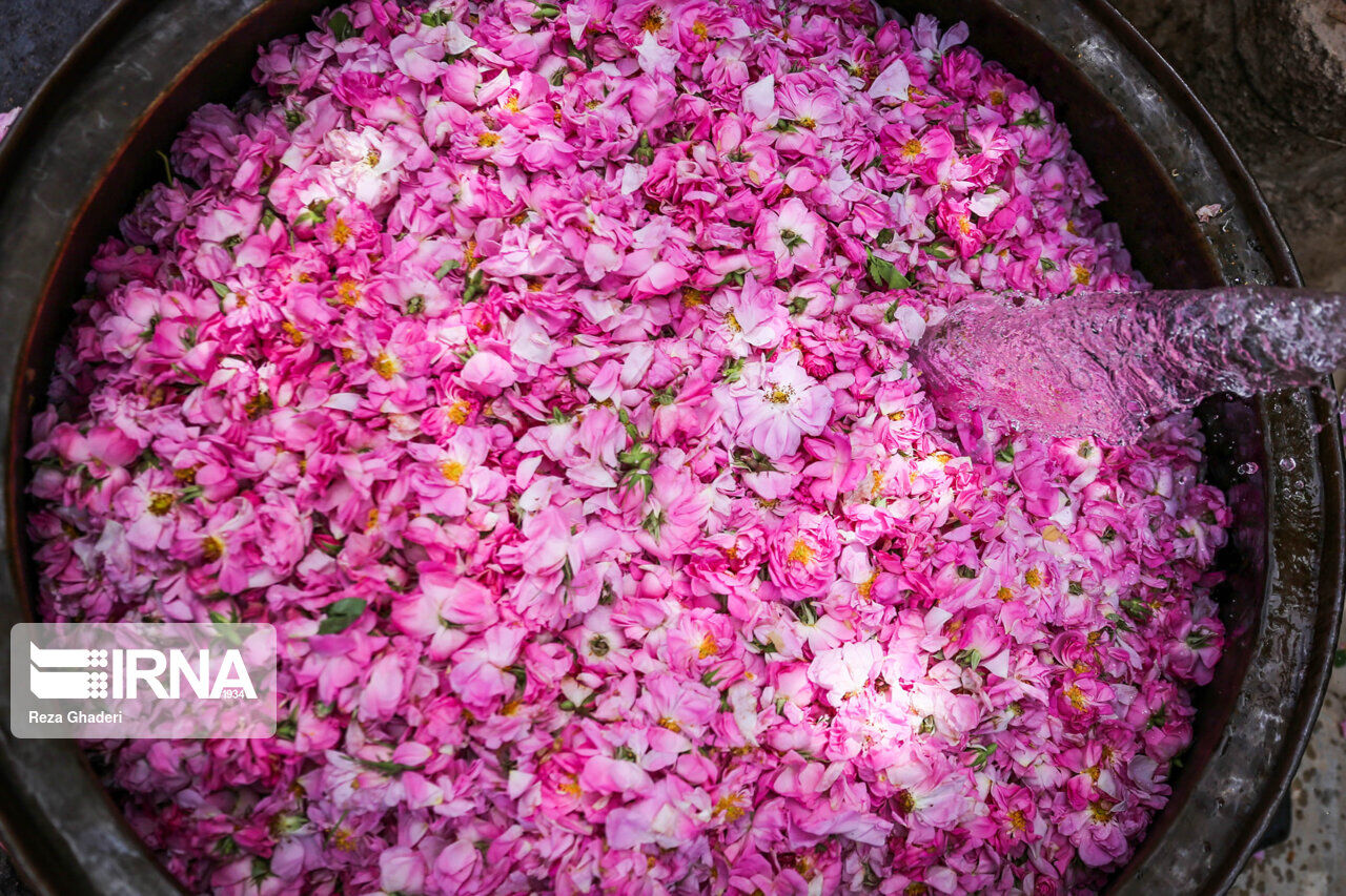 IRNA English - Rose picking and rose water extracting in southern Iran