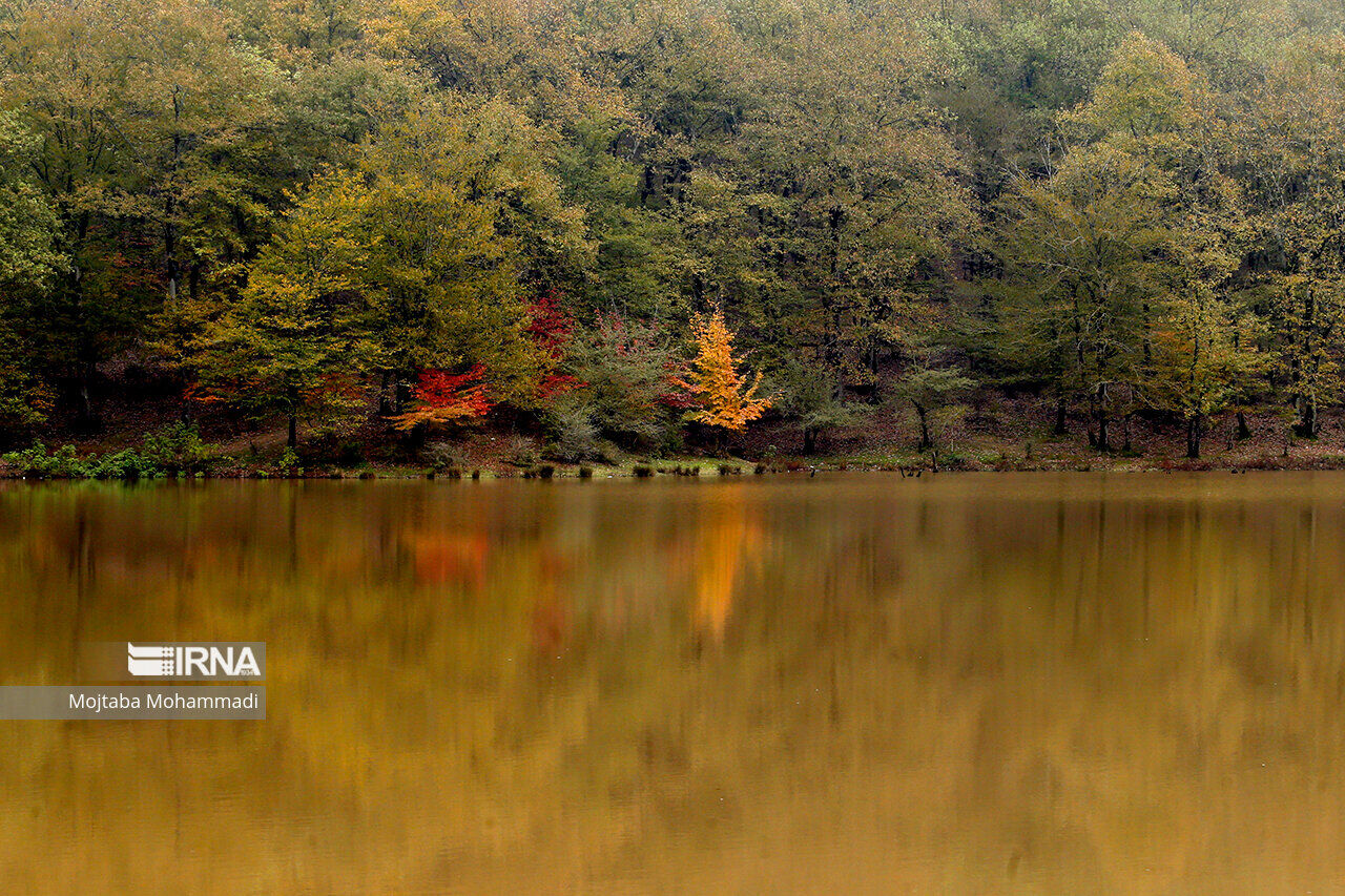 IRNA English - Autumn beauties in Iran's Hyrcanian forests