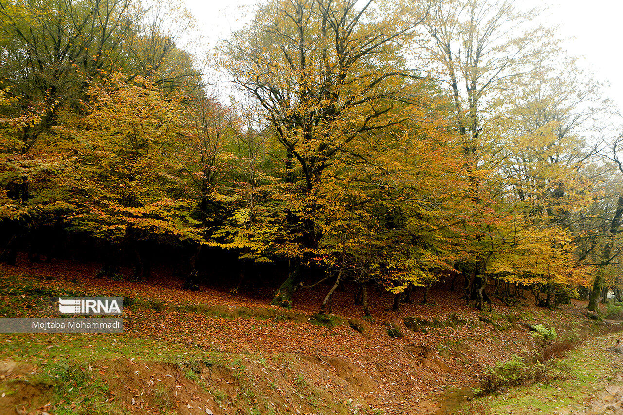 IRNA English - Autumn beauties in Iran's Hyrcanian forests