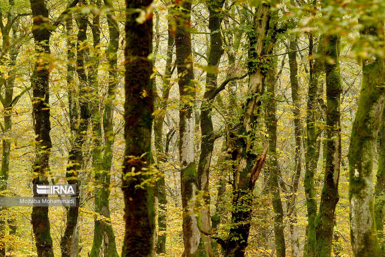 IRNA English - Autumn beauties in Iran's Hyrcanian forests