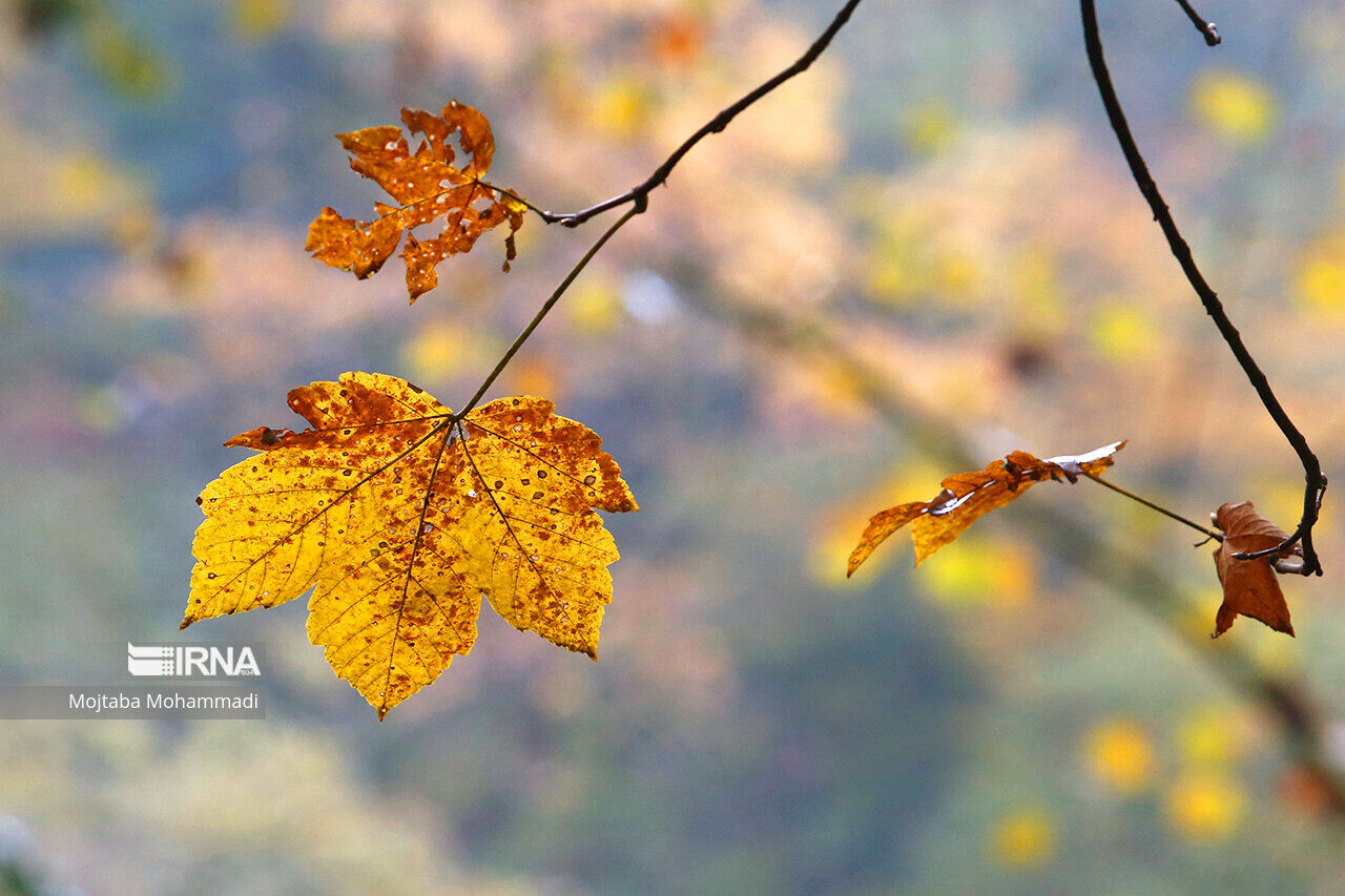 IRNA English - Autumn beauties in Iran's Hyrcanian forests