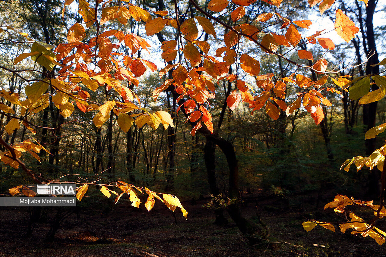 IRNA English - Autumn beauties in Iran's Hyrcanian forests