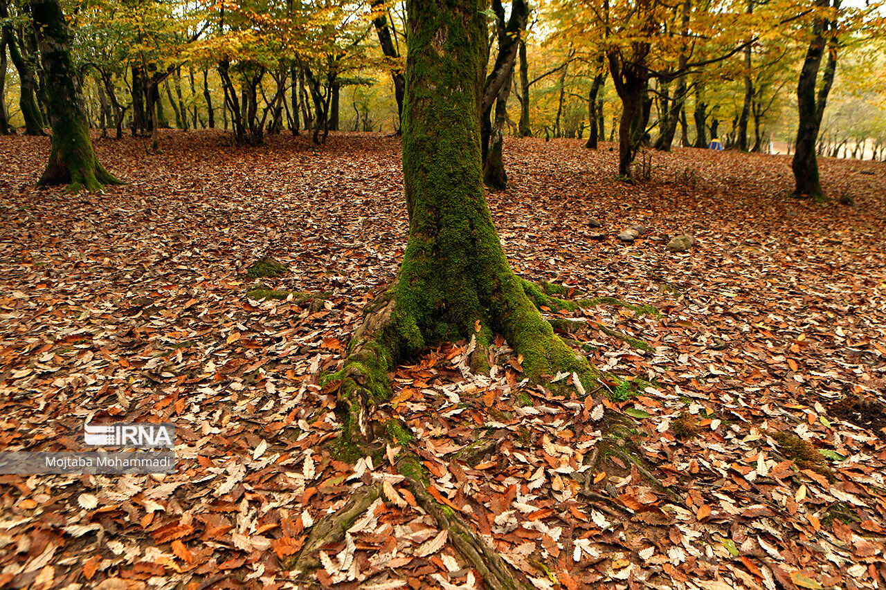 IRNA English - Autumn beauties in Iran's Hyrcanian forests