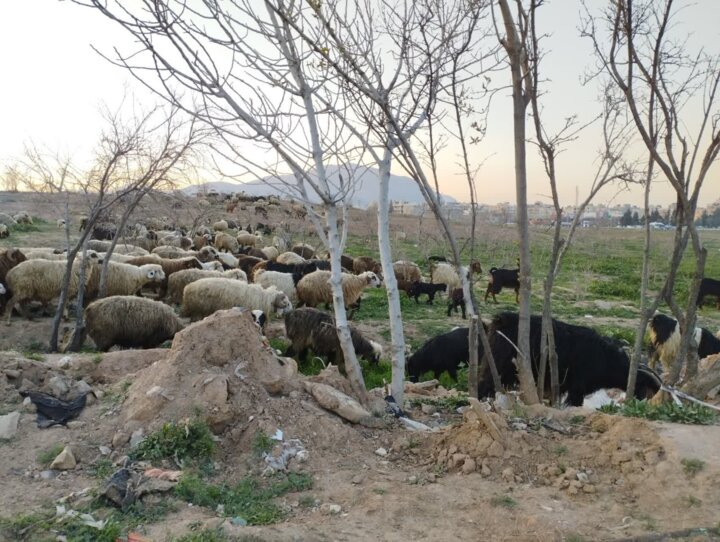 تپه باستانی شیراز زیر پای گوسفندان + فیلم - ایرنا