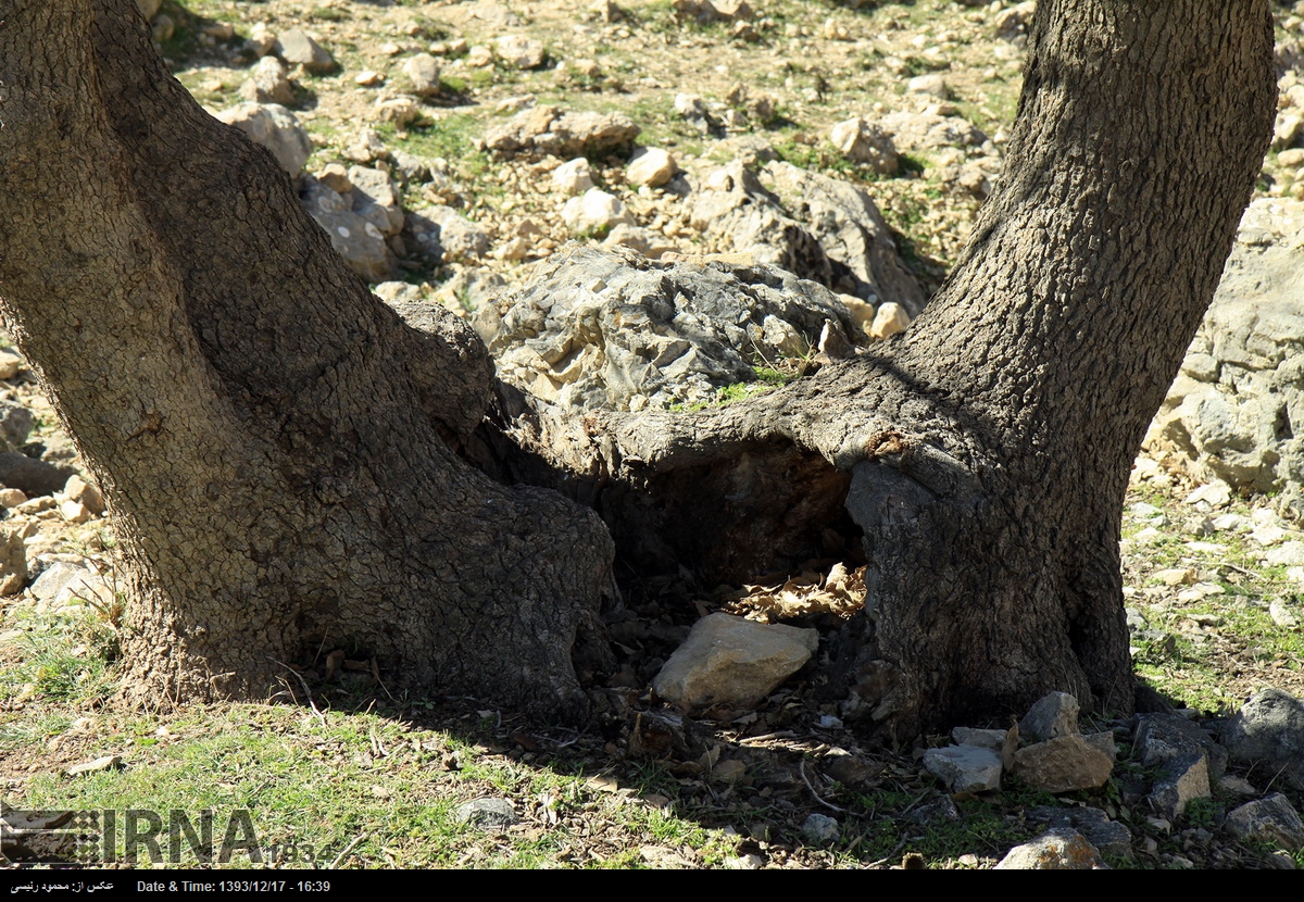 Oak Forest in Zagros Mountains - IRNA English