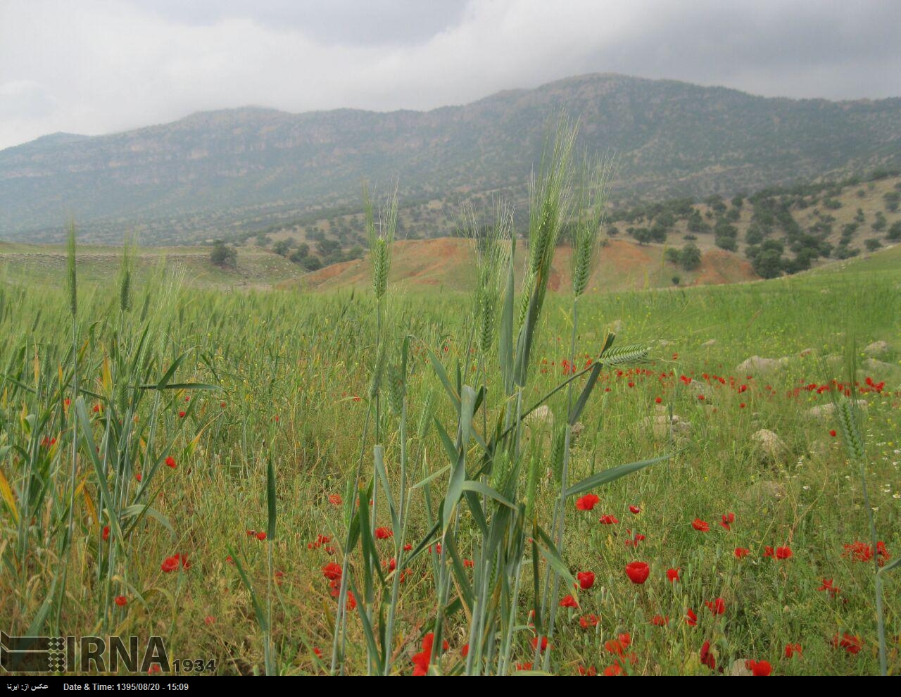 ایرنا - منطقه ييلاقي چال منار از توابع بخش چلو انديكا