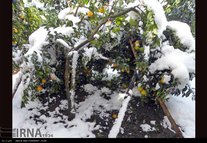 IRNA English - Heavy snow damages citrus tree orchards in northern Iran
