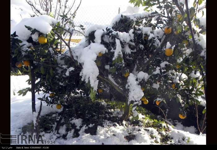 IRNA English - Heavy snow damages citrus tree orchards in northern Iran