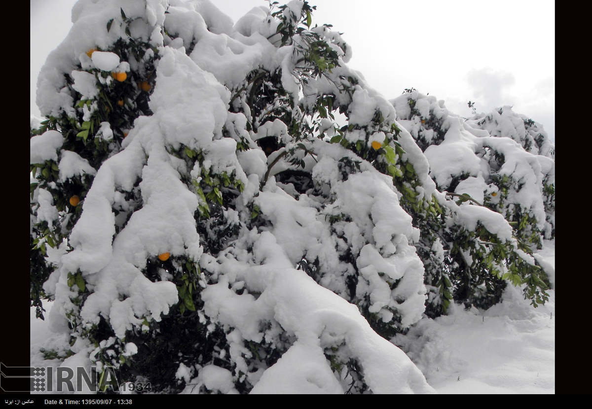 IRNA English - Heavy snow damages citrus tree orchards in northern Iran