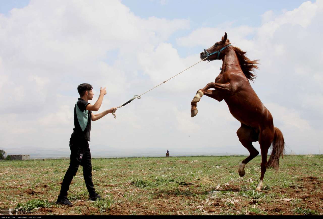 ایرنا - پرورش اسب در بروجرد