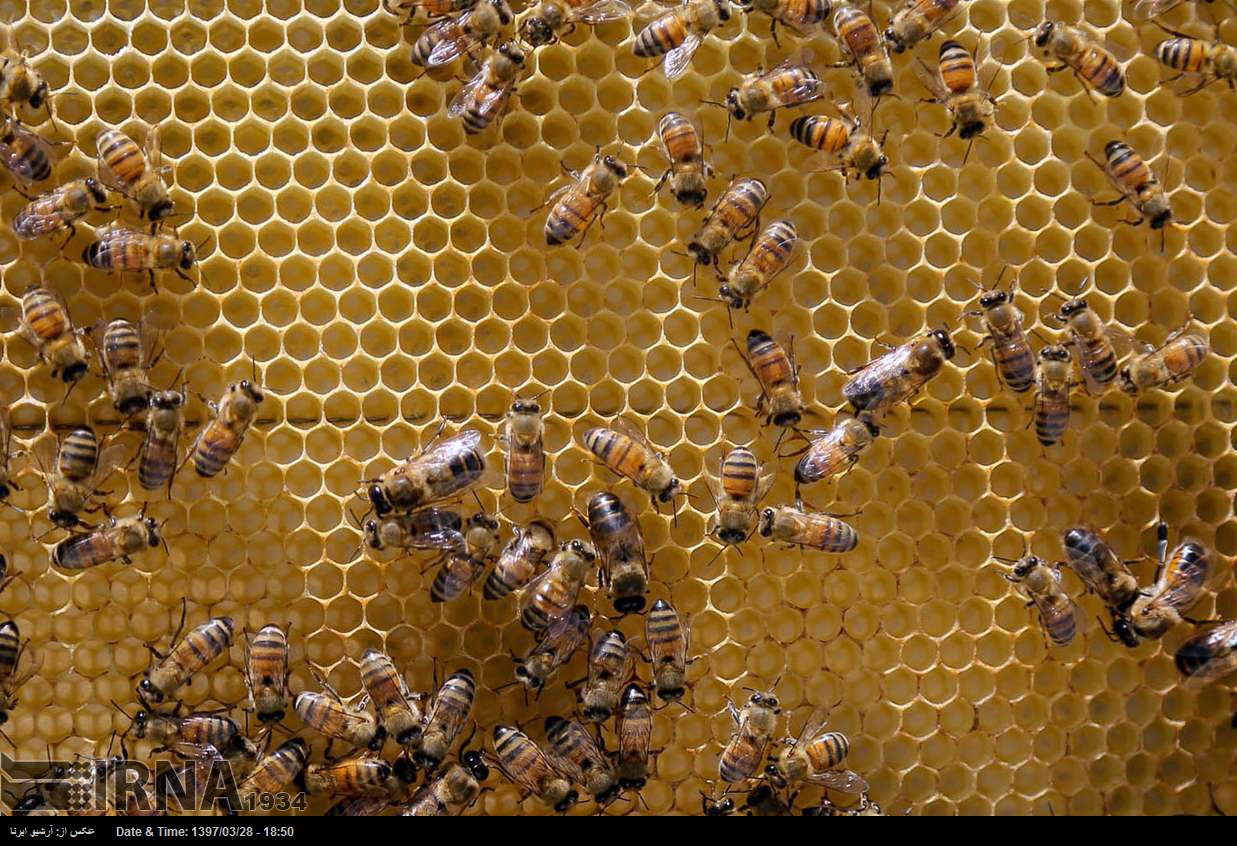IRNA English - Bee farm in northeastern Iran