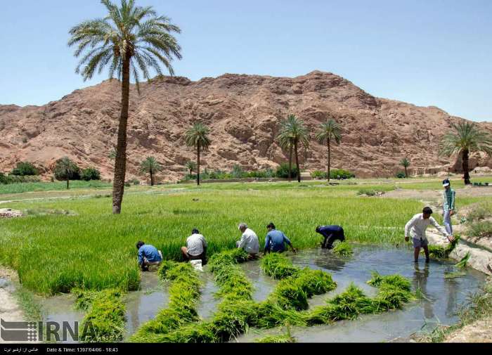 IRNA English - Rice paddy field in southeast of Iran