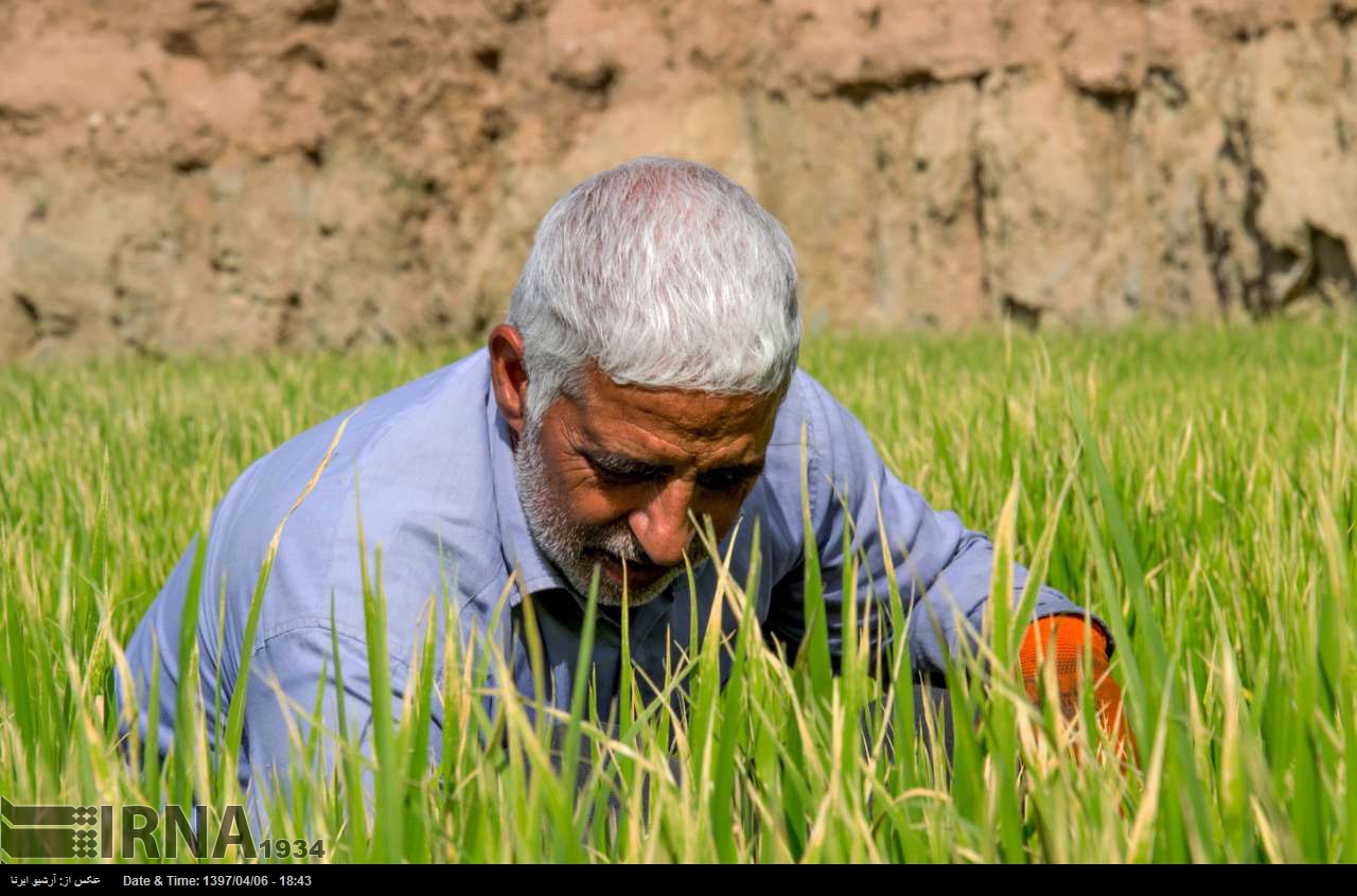 IRNA English - Rice paddy field in southeast of Iran