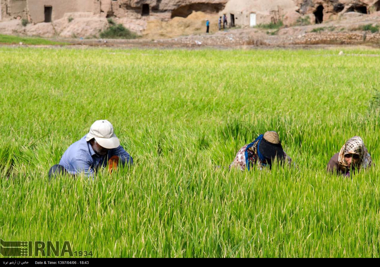 IRNA English - Rice paddy field in southeast of Iran