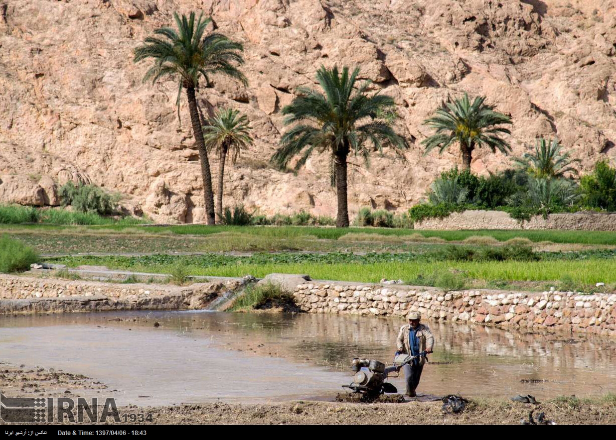 IRNA English - Rice paddy field in southeast of Iran