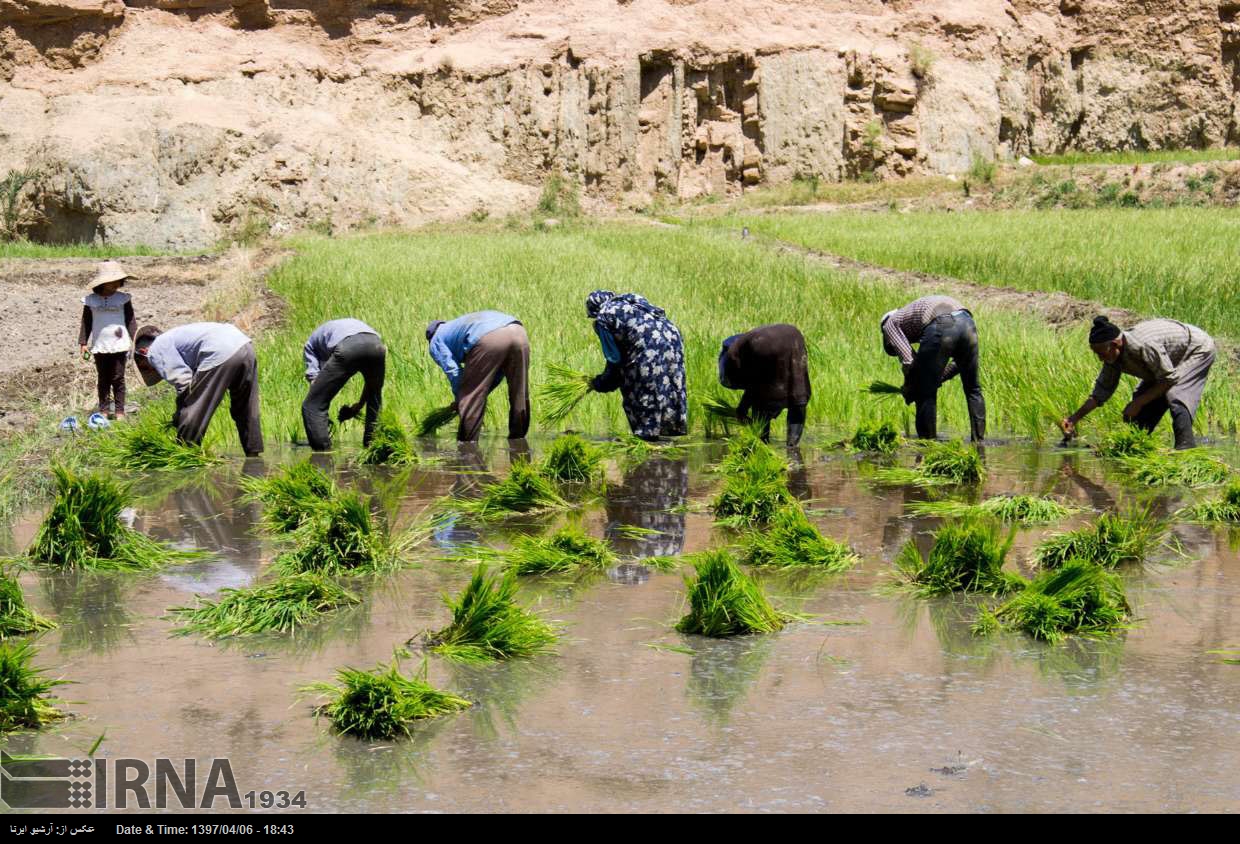 IRNA English - Rice paddy field in southeast of Iran