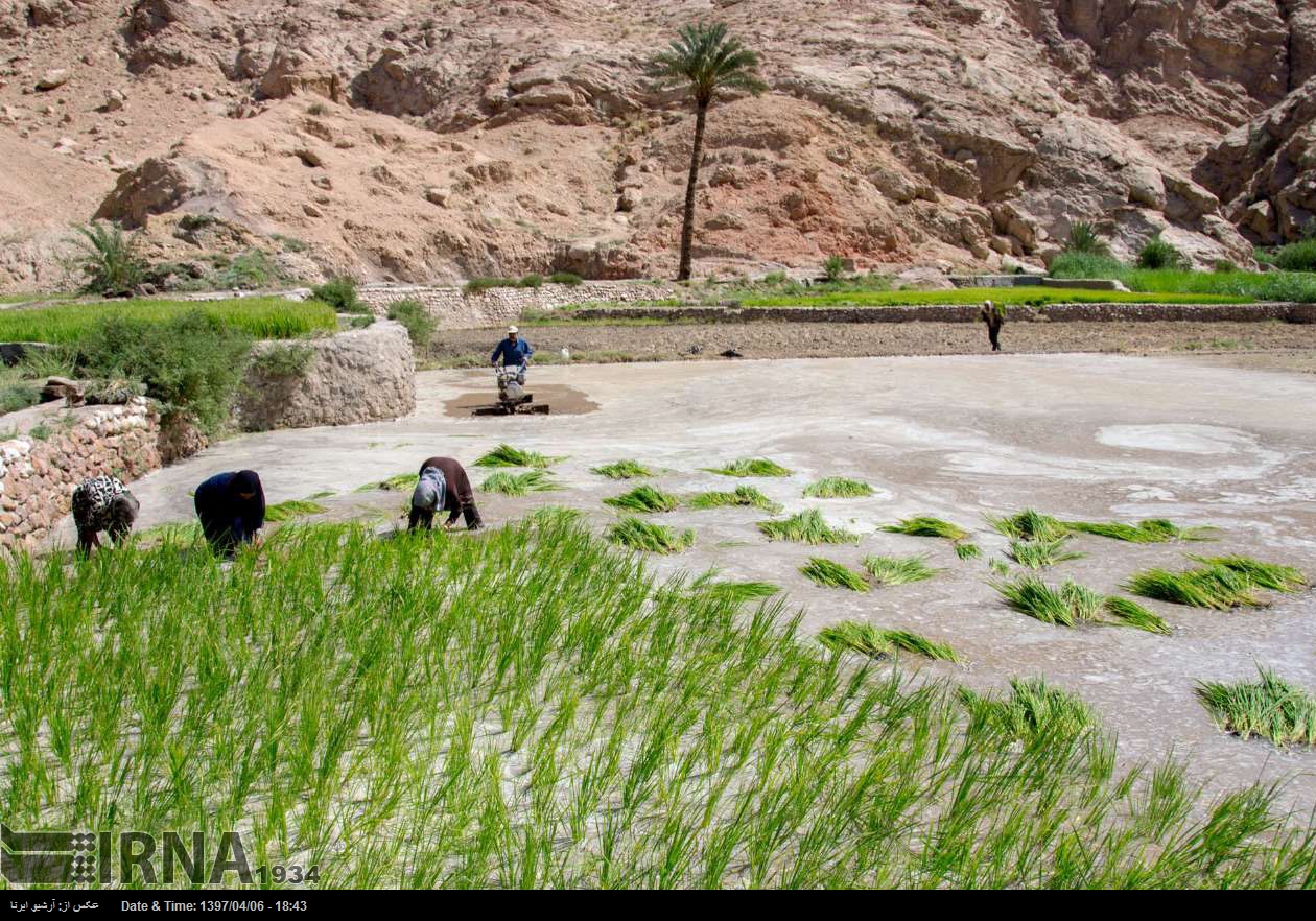 IRNA English - Rice paddy field in southeast of Iran