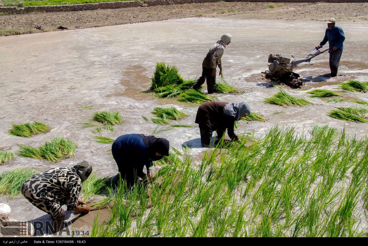 IRNA English - Rice paddy field in southeast of Iran