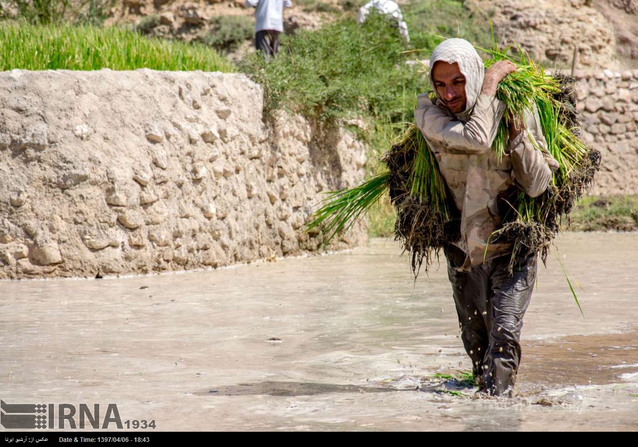 IRNA English - Rice paddy field in southeast of Iran