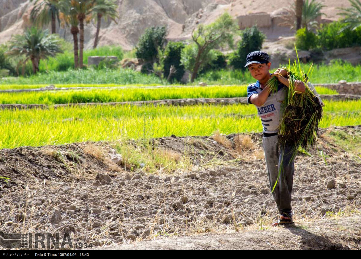 IRNA English - Rice paddy field in southeast of Iran