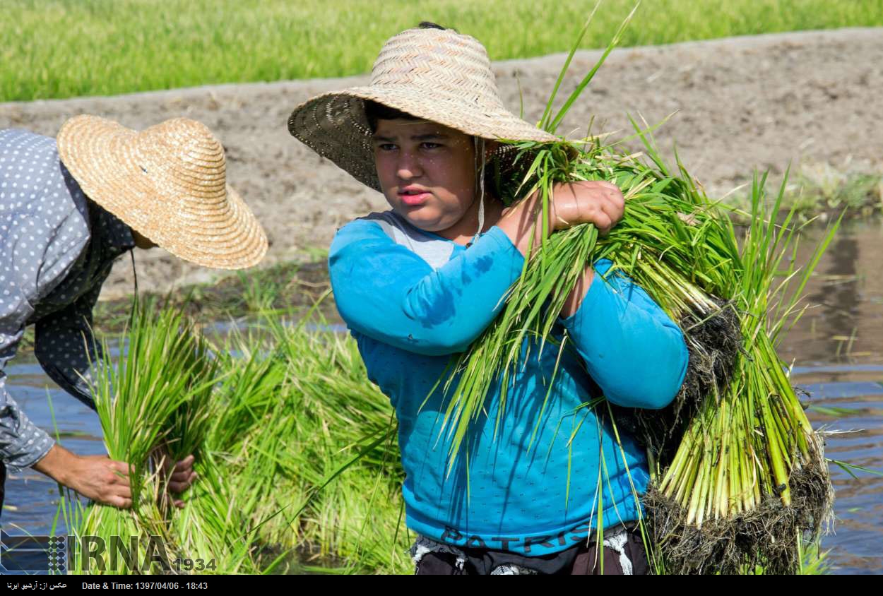 IRNA English - Rice paddy field in southeast of Iran