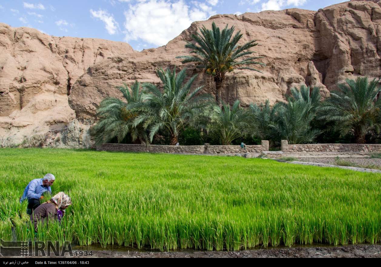 IRNA English - Rice paddy field in southeast of Iran