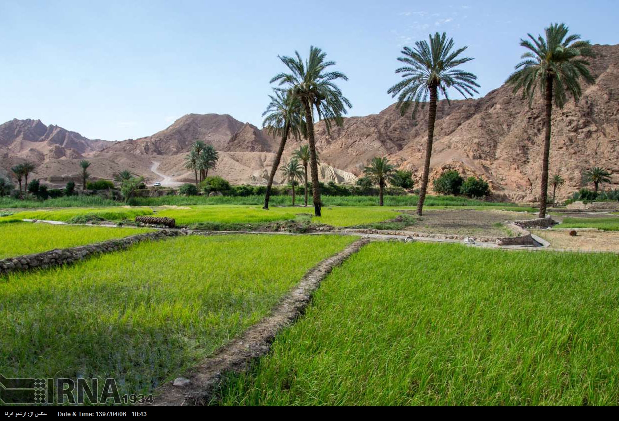 IRNA English - Rice paddy field in southeast of Iran