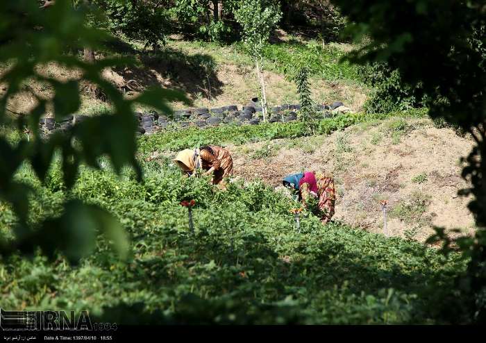 IRNA English - Strawberry festival in western Iran