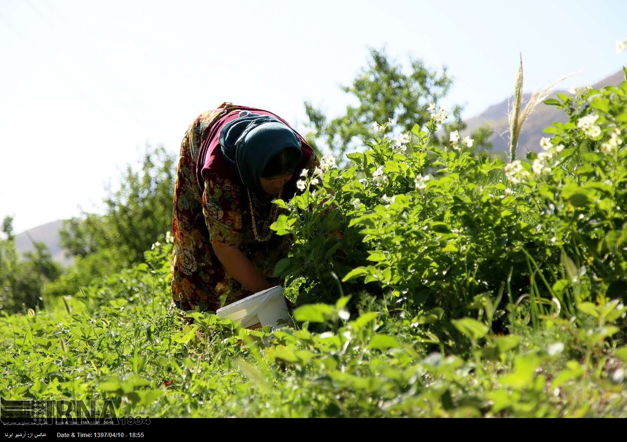 IRNA English - Strawberry festival in western Iran