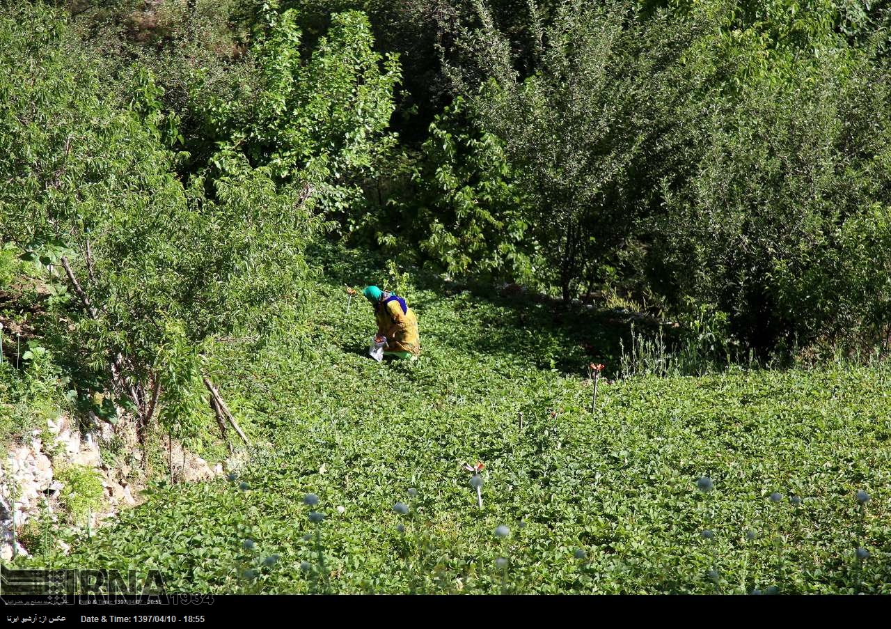 IRNA English - Strawberry festival in western Iran