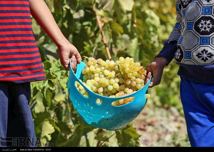 IRNA English - Grapes harvest in northeastern Iran