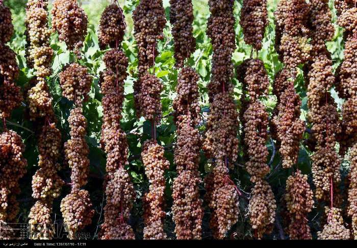 IRNA English - Grapes harvest in northeastern Iran