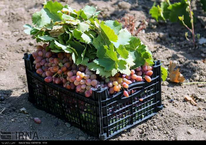 IRNA English - Grapes harvest in northeastern Iran