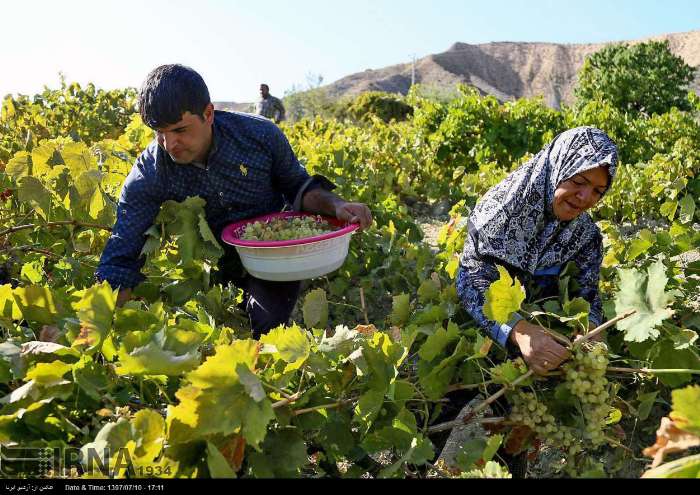 IRNA English - Grapes harvest in northeastern Iran