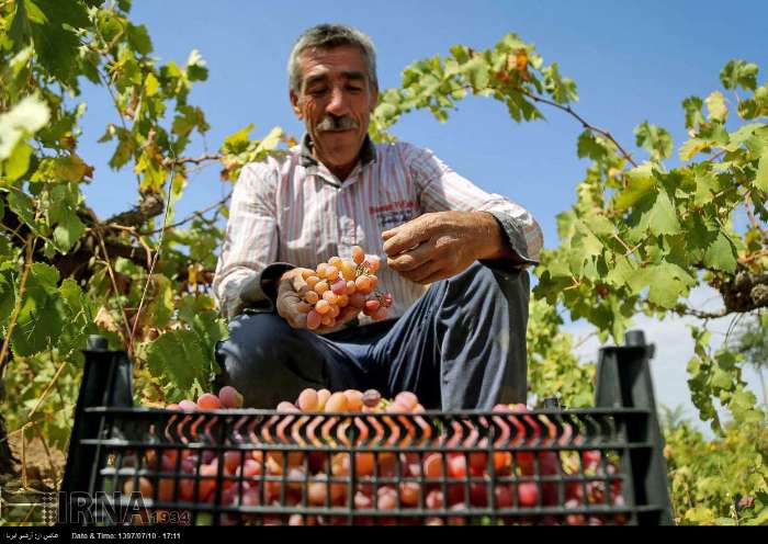 IRNA English - Grapes harvest in northeastern Iran