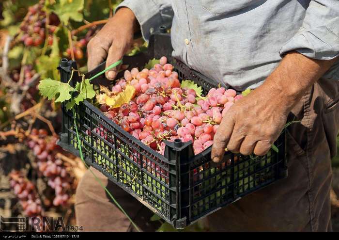 IRNA English - Grapes harvest in northeastern Iran