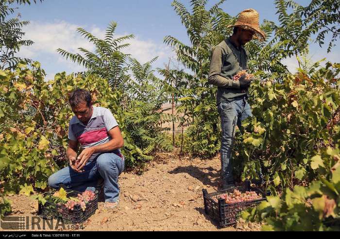 IRNA English - Grapes harvest in northeastern Iran