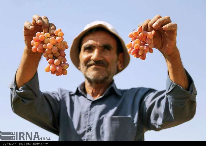 IRNA English - Grapes harvest in northeastern Iran