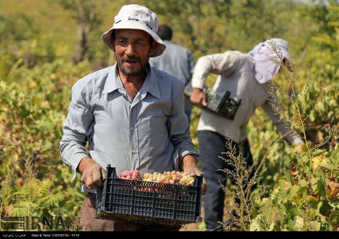IRNA English - Grapes harvest in northeastern Iran