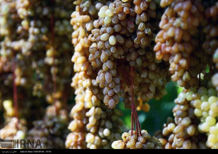 IRNA English - Grapes harvest in northeastern Iran