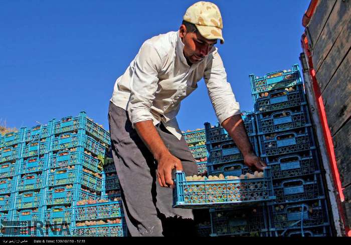 IRNA English - Grapes harvest in northeastern Iran